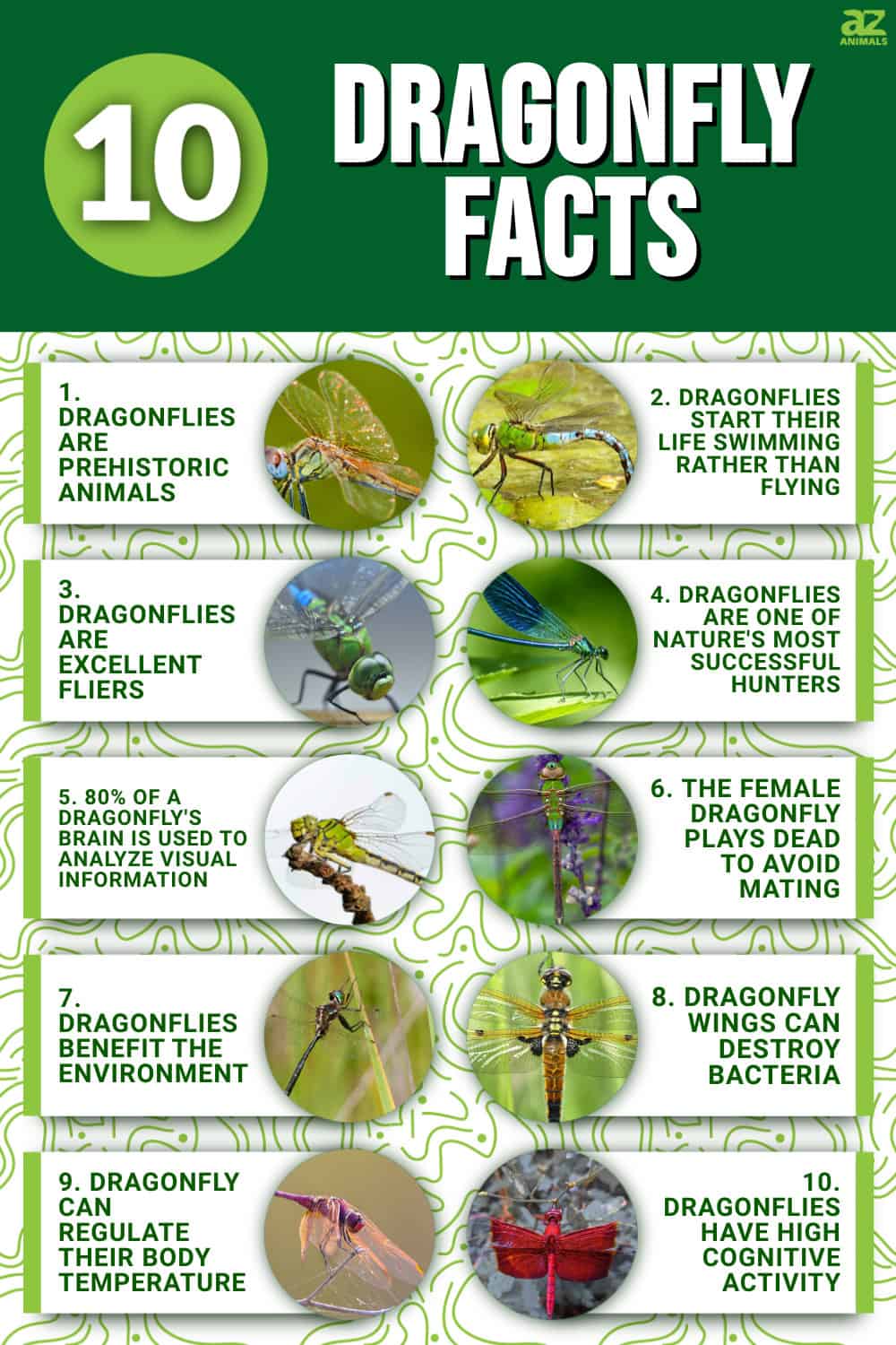 10 Fascinating Facts About Dragonflies - A-Z Animals