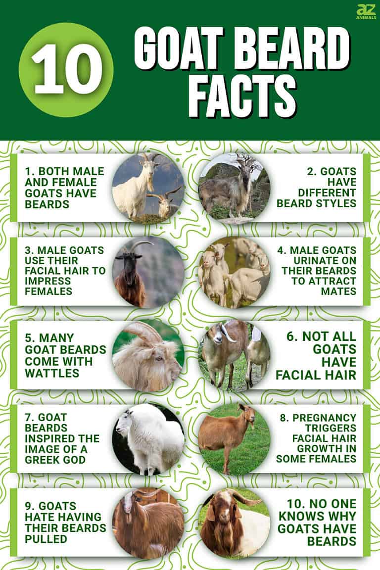 Goat Beards: 10 Surprising Facts - A-Z Animals