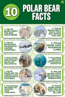 10 Notable Facts About Polar Bears - A-Z Animals