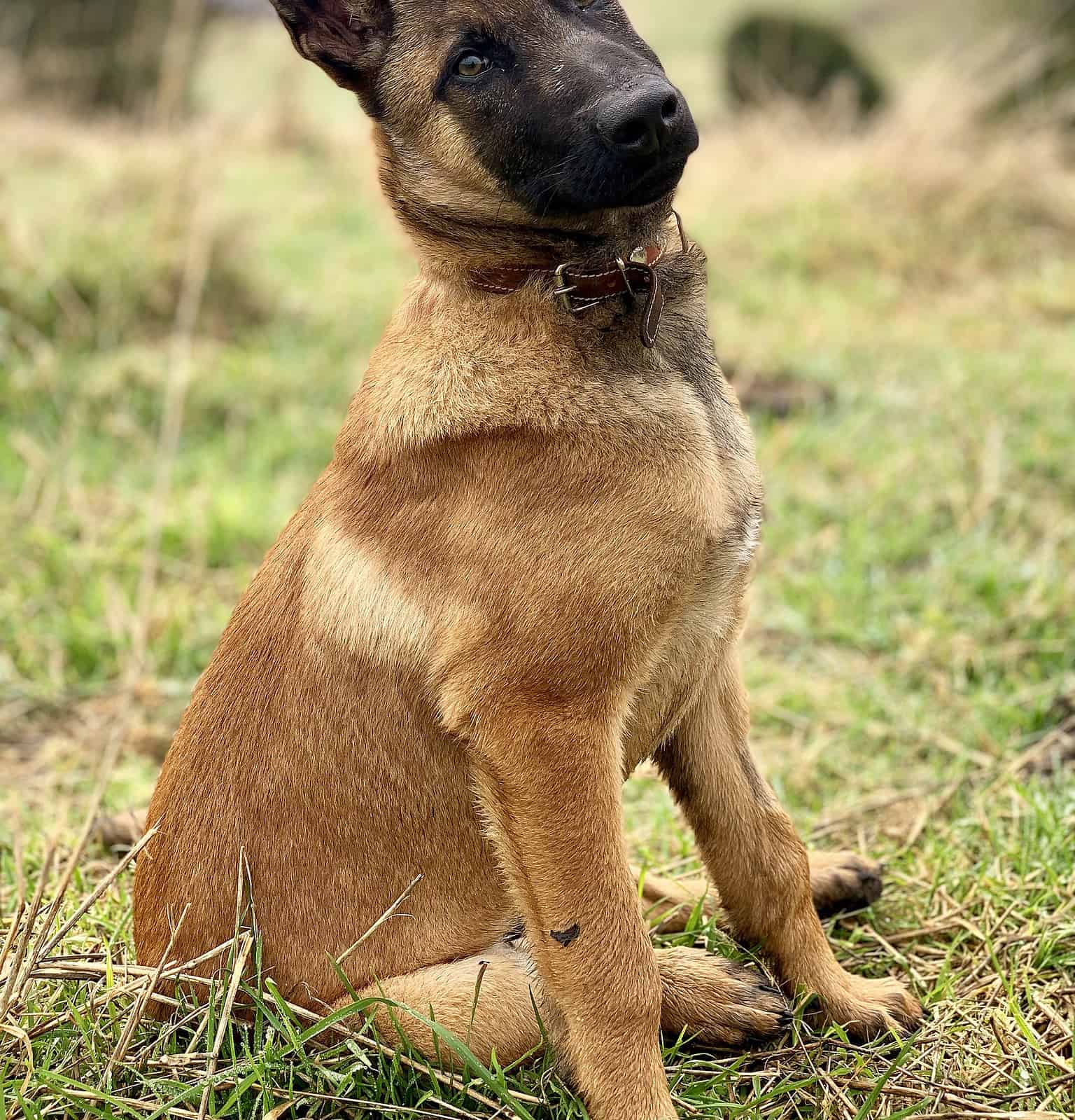 Belgian Malinois Size: Growth Chart, Milestones, and What to Expect - A ...
