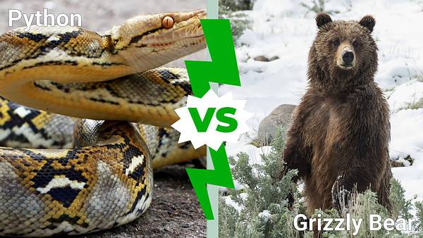Python vs Grizzly Bear: Can the Giant Snake Take Down a Massive Bear in ...