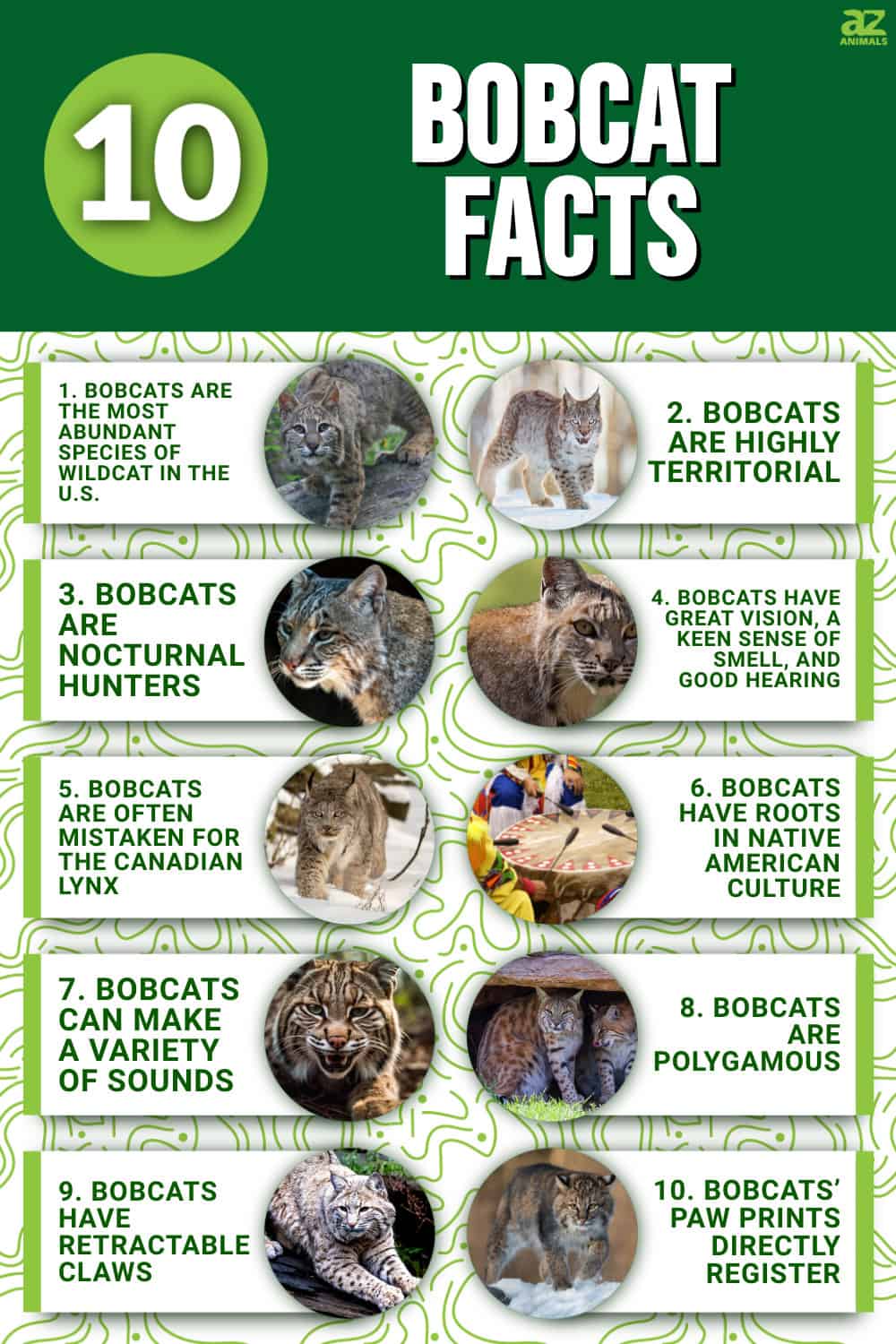 10 Incredible Bobcat Facts - A-Z Animals