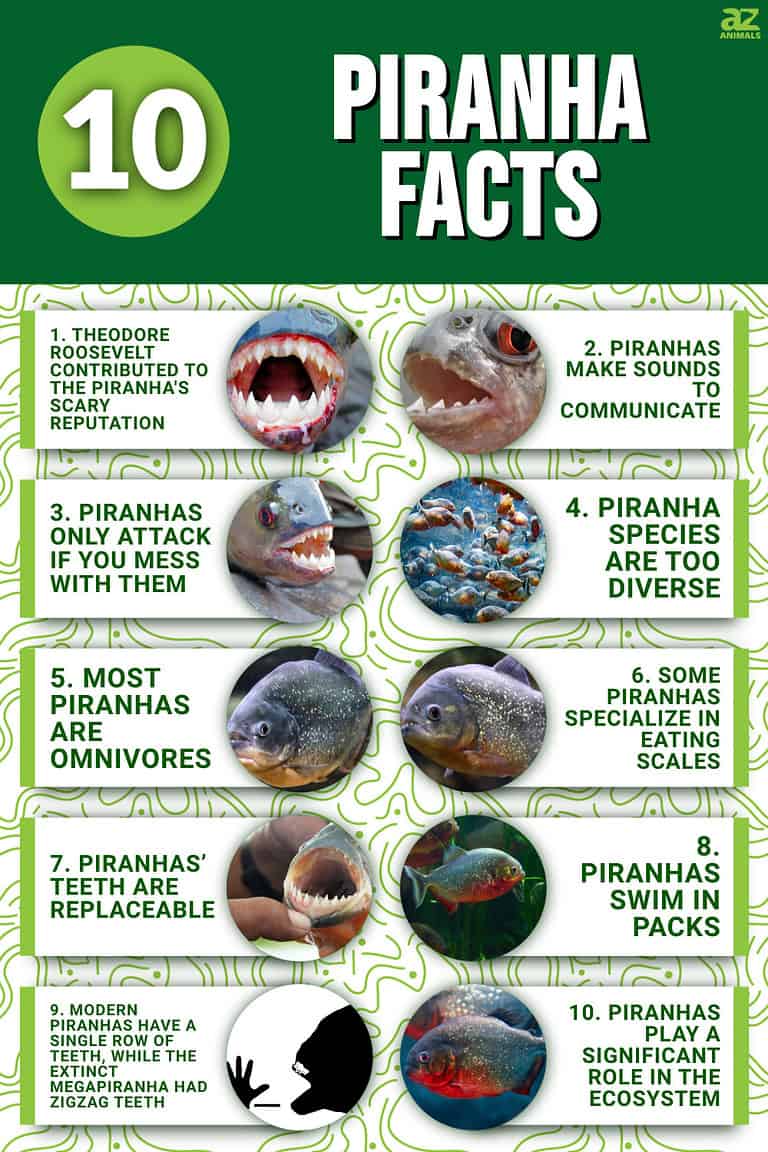 10 Key Facts About Piranhas - A-Z Animals