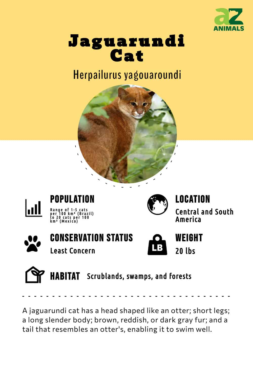 Jaguarundi Cat Animal Facts - Herpailurus yagouaroundi - A-Z Animals