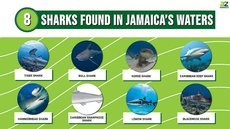 The 8 Sharks Found in Jamaica's Waters - A-Z Animals
