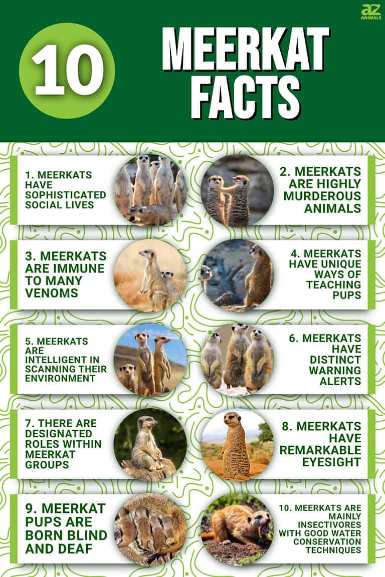10 Essential Facts About Meerkats - A-Z Animals