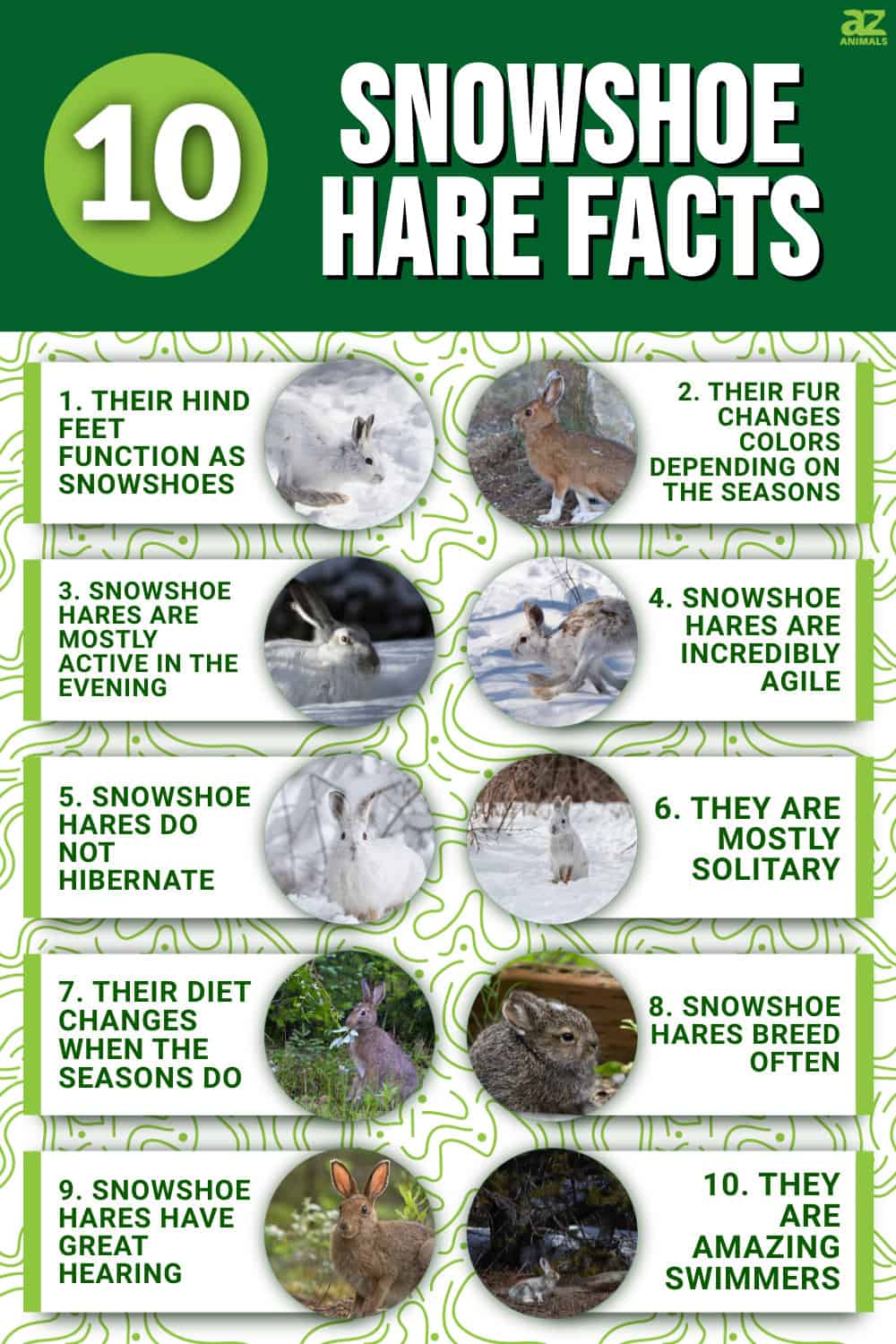 10 Interesting Facts About Snowshoe Hares - A-Z Animals