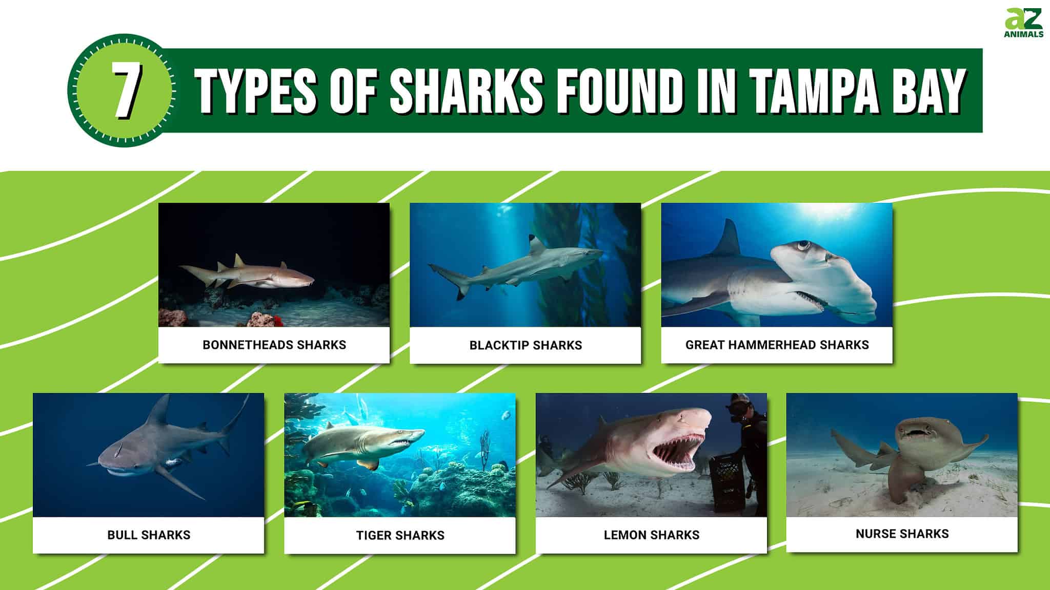 Discover the 7 Types of Sharks Found in Tampa Bay - A-Z Animals