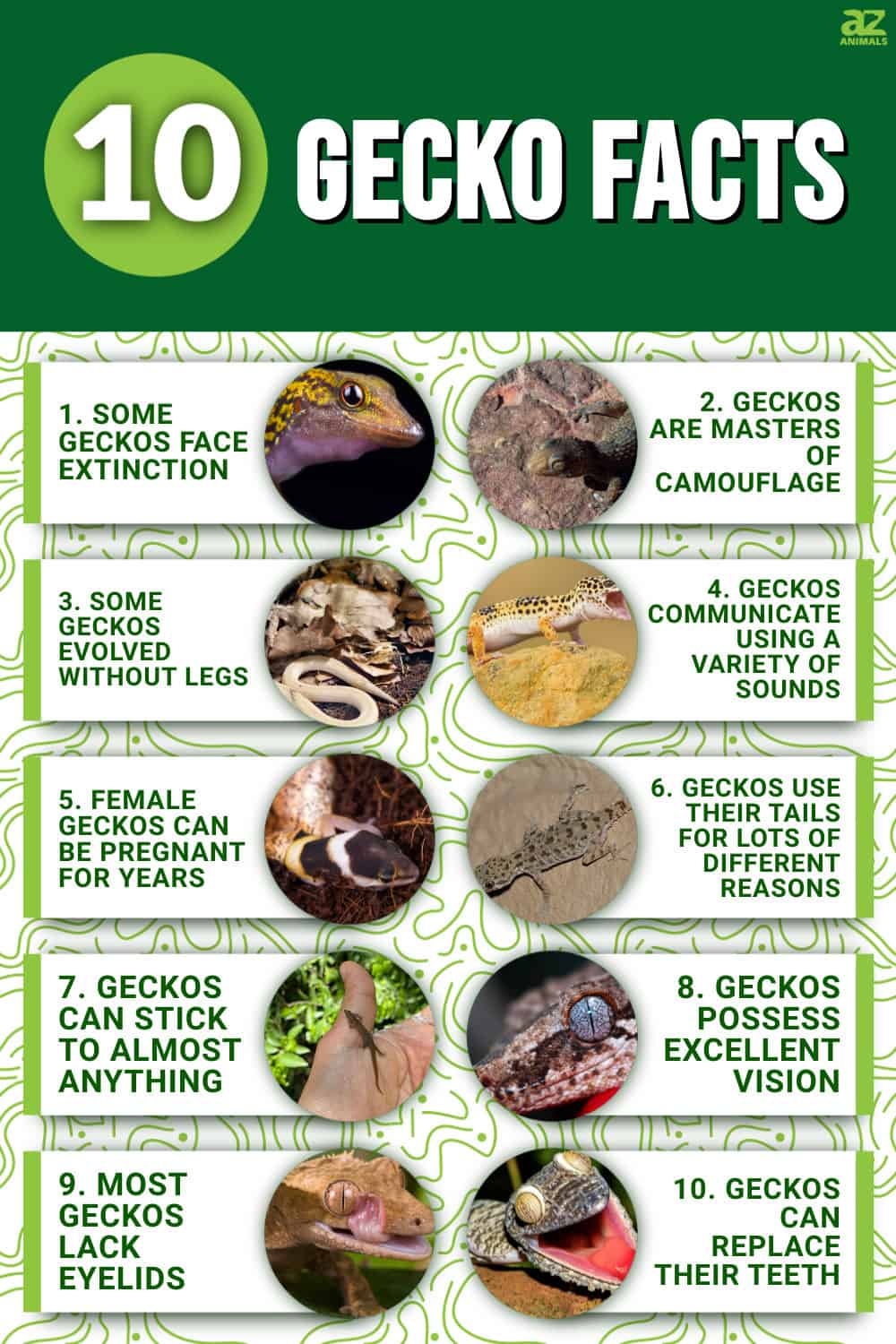 10 Essential Facts About Geckos - A-Z Animals