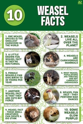 10 Fascinating Facts About Weasels - A-Z Animals