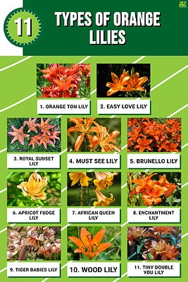 11 Types of Orange Lilies - A-Z Animals