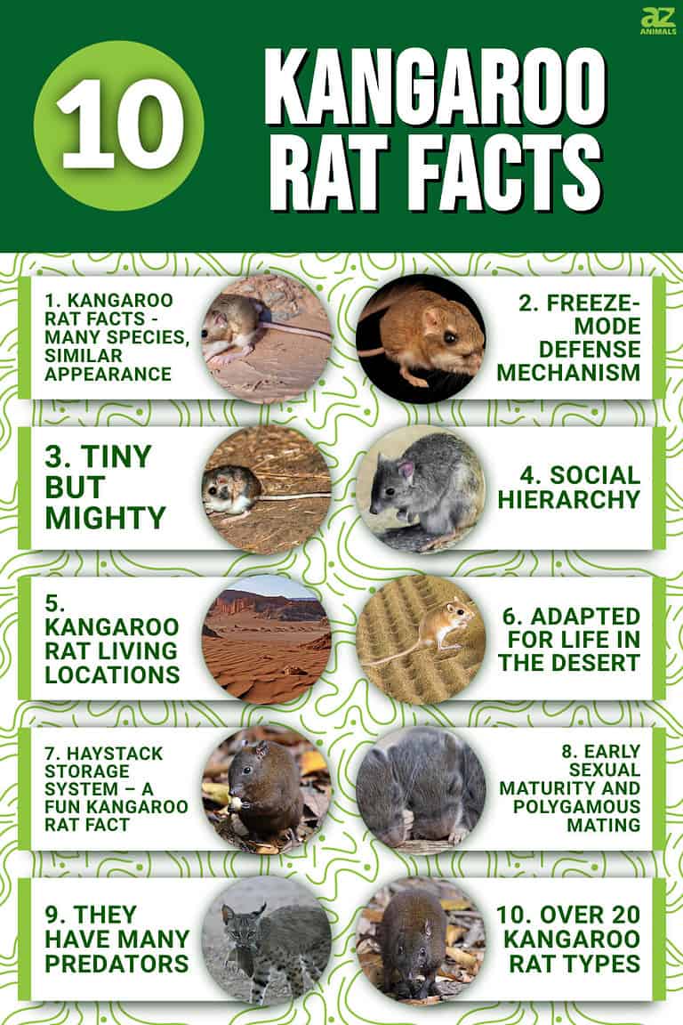10 Key Facts About Kangaroo Rats - A-Z Animals
