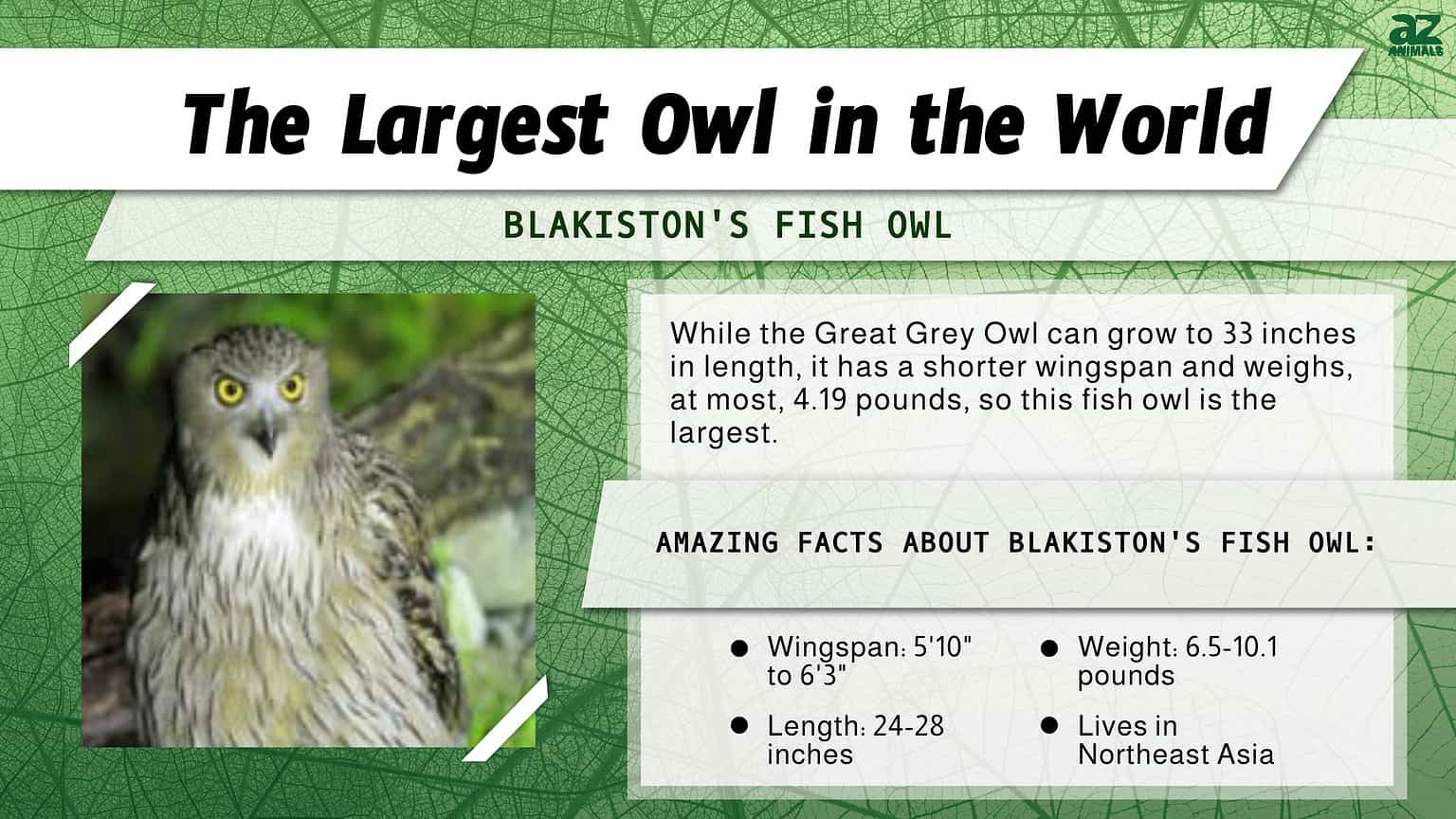 The Largest Owl in the World - A-Z Animals
