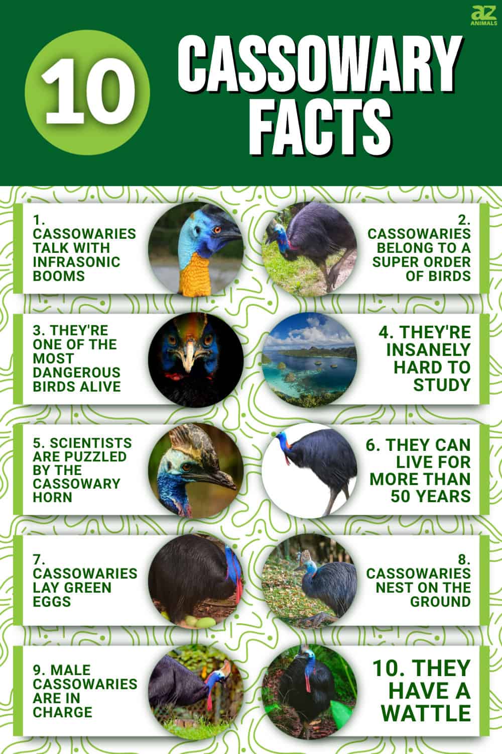 Cassowaries: The Enigmatic Birds with Horns and Wattles - A-Z Animals