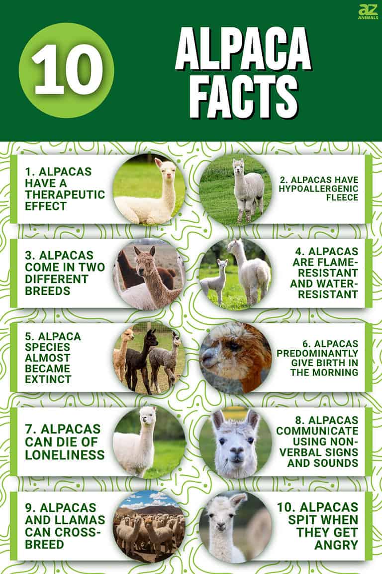 Alpacas: The Gentle, Hypoallergenic, and Flame-Resistant Wonders of the ...