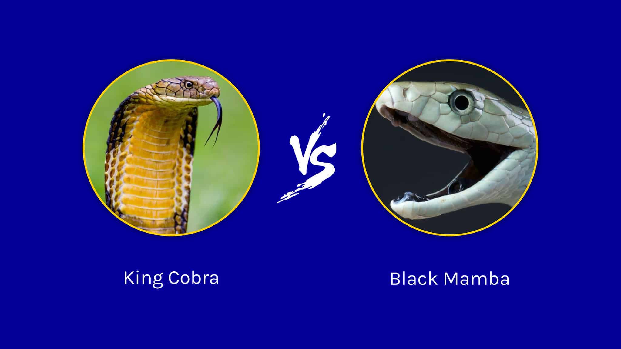King Cobra vs. Black Mamba: Which Deadly Snake Would Win in a Fight? - A-Z Animals