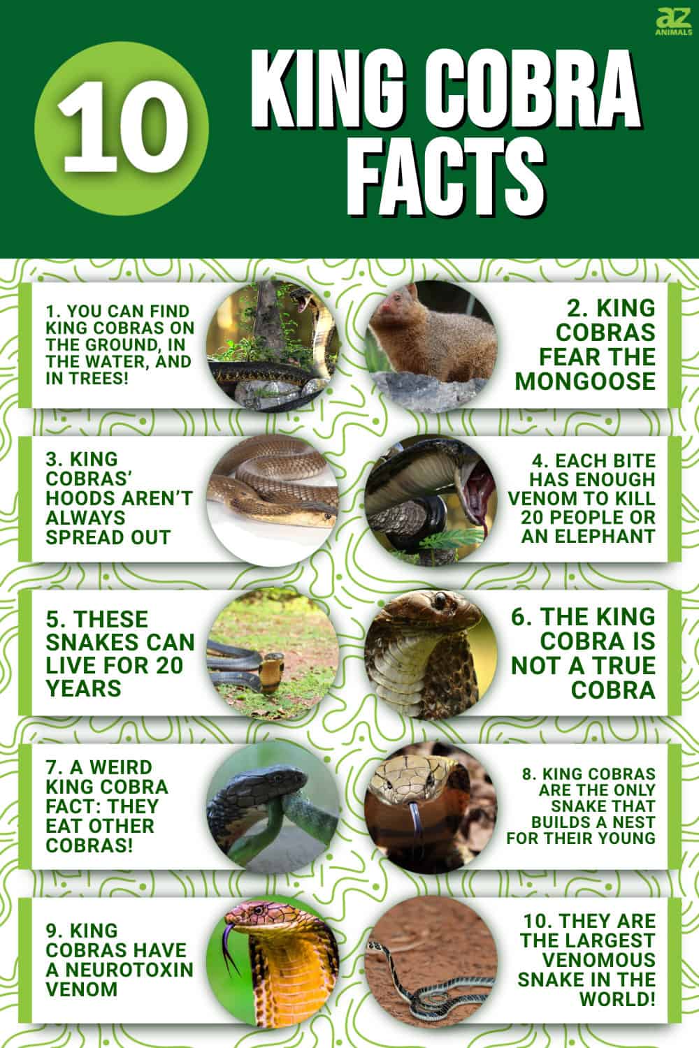 10 Incredible King Cobra Facts (No Other Snake Does #7!) - A-Z Animals