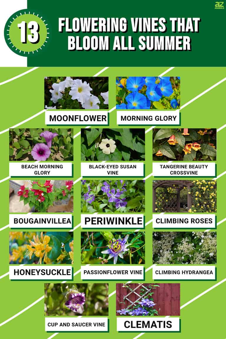 Discover 13 Flowering Vines That Bloom All Summer