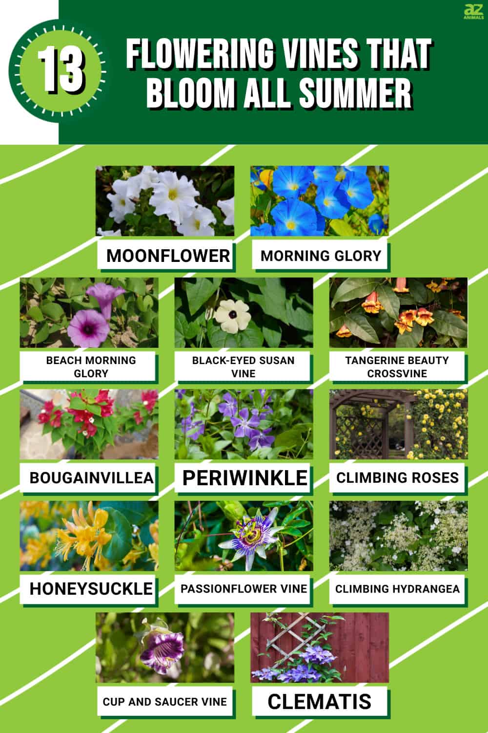 Discover 13 Flowering Vines That Bloom All Summer