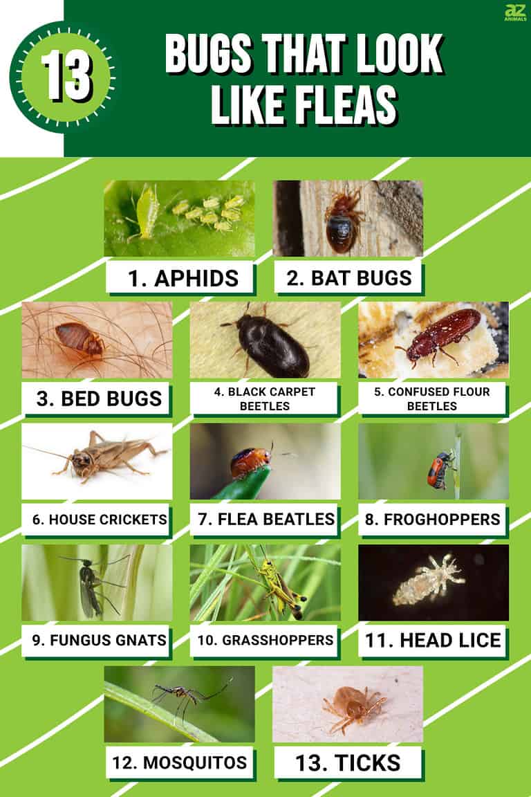 13 Bugs That Look Like Fleas (And How To Spot the Difference) - A-Z Animals