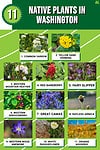 11 Native Plants in Washington - A-Z Animals
