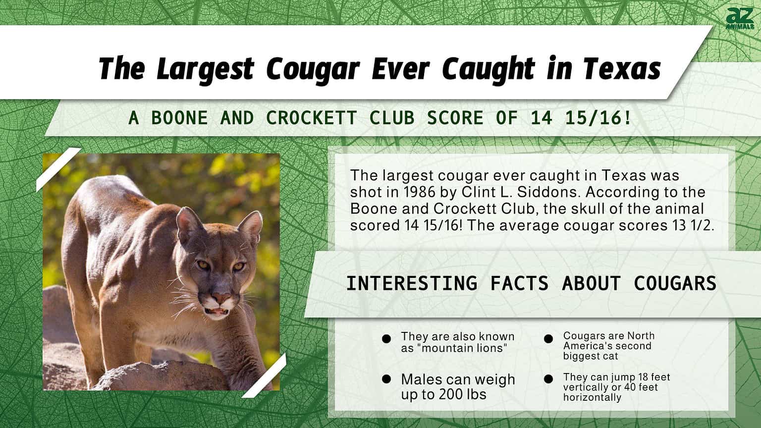 The Largest Cougar Ever Caught in Texas - A-Z Animals