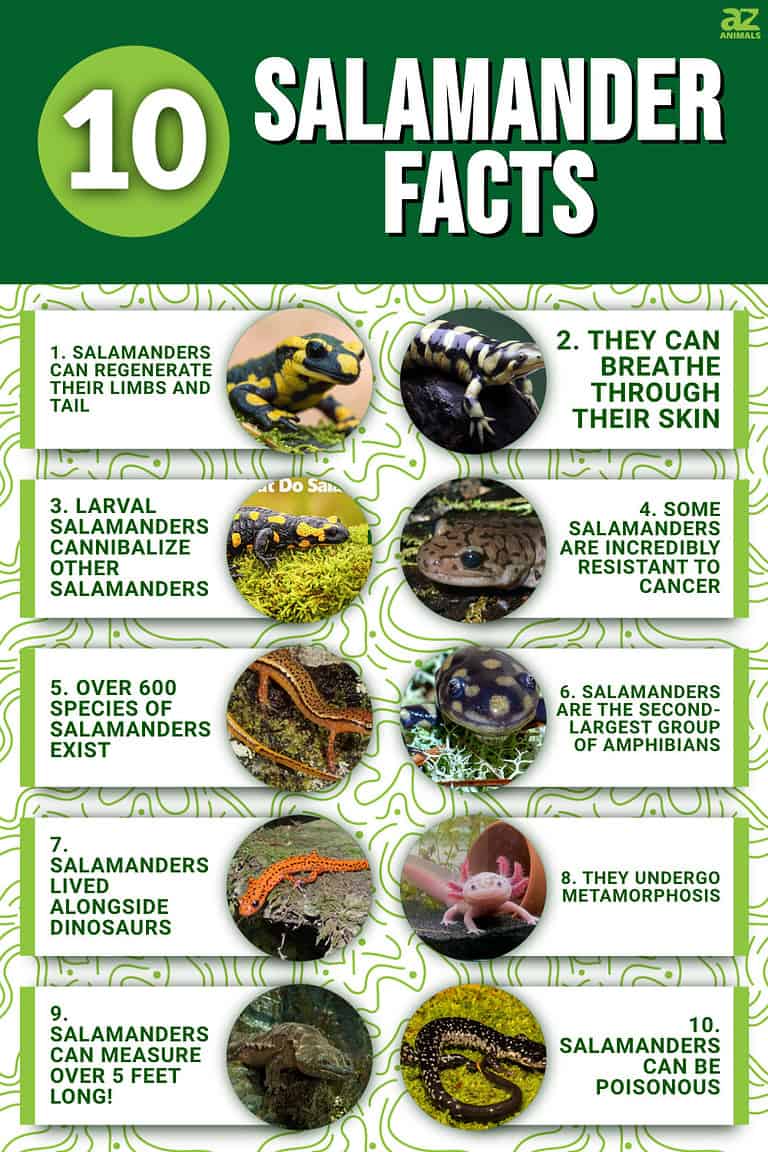 10 Key Facts About Salamanders A Z Animals