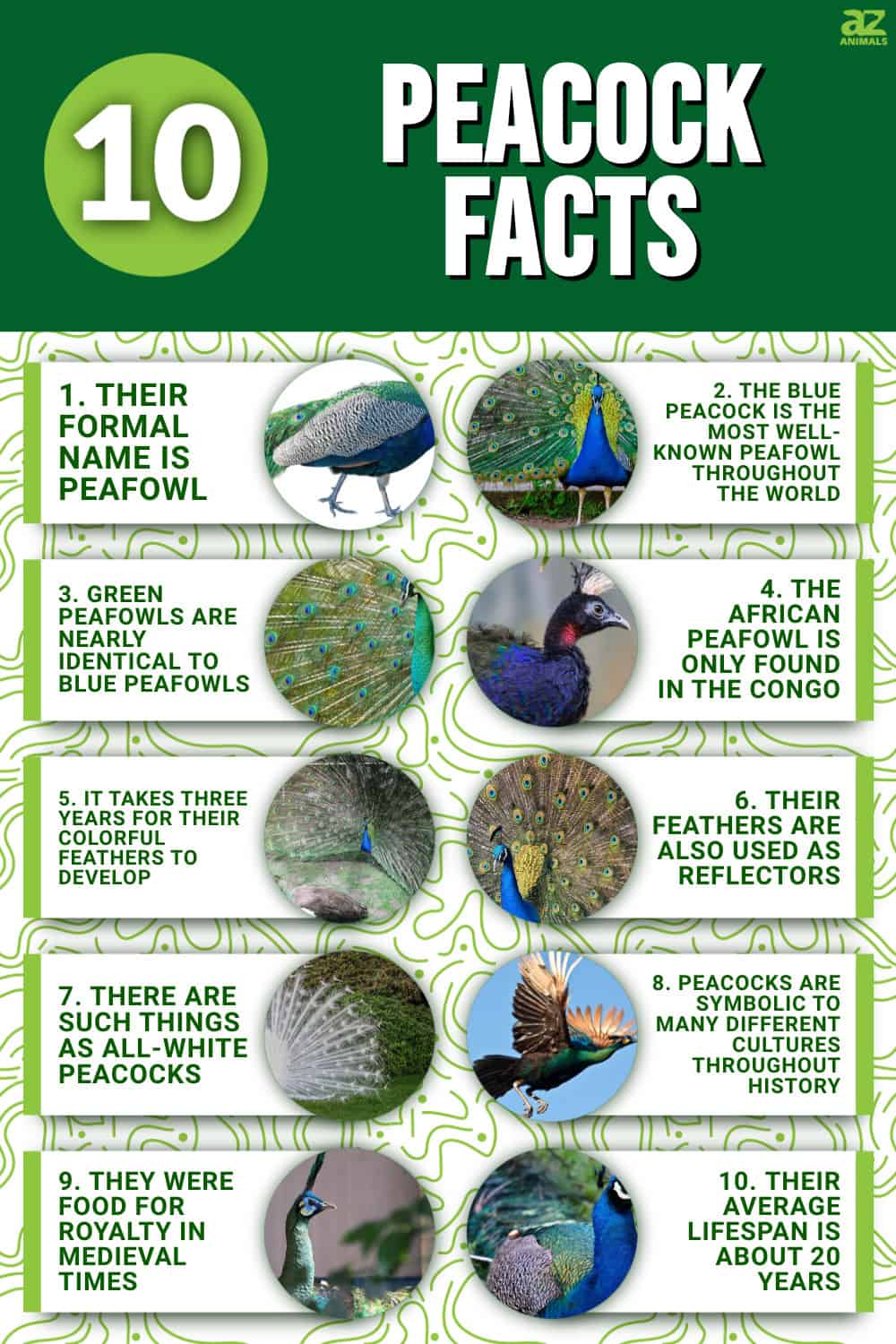 10 Fascinating Facts About Peacocks - A-Z Animals