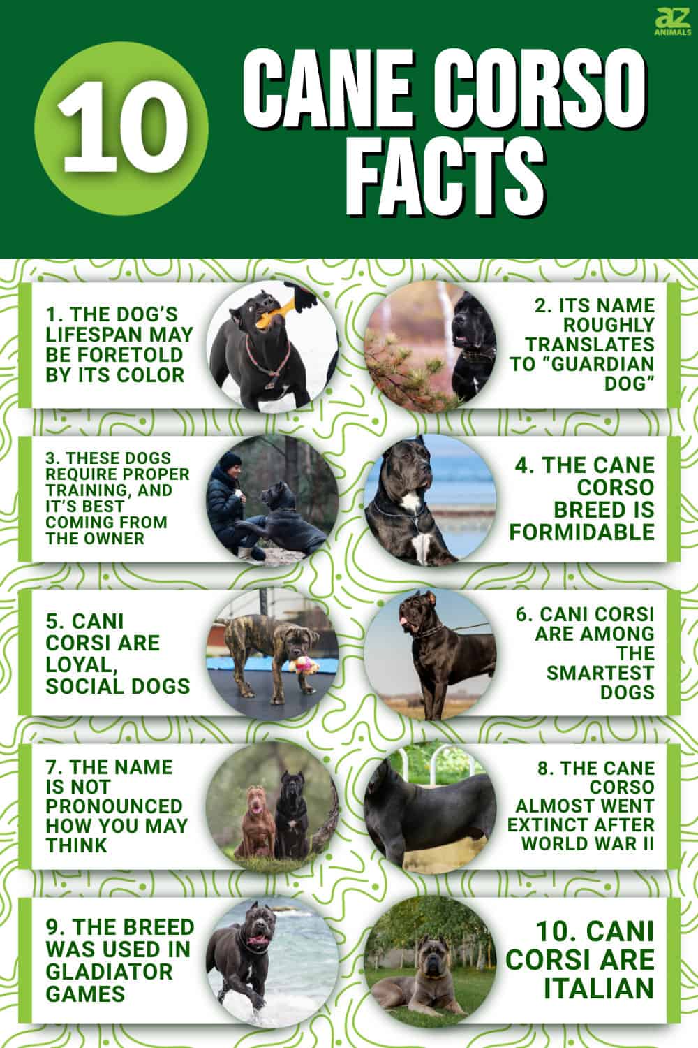 Cane Corso Progression: Growth Chart, Milestones, and Training Tips - A ...