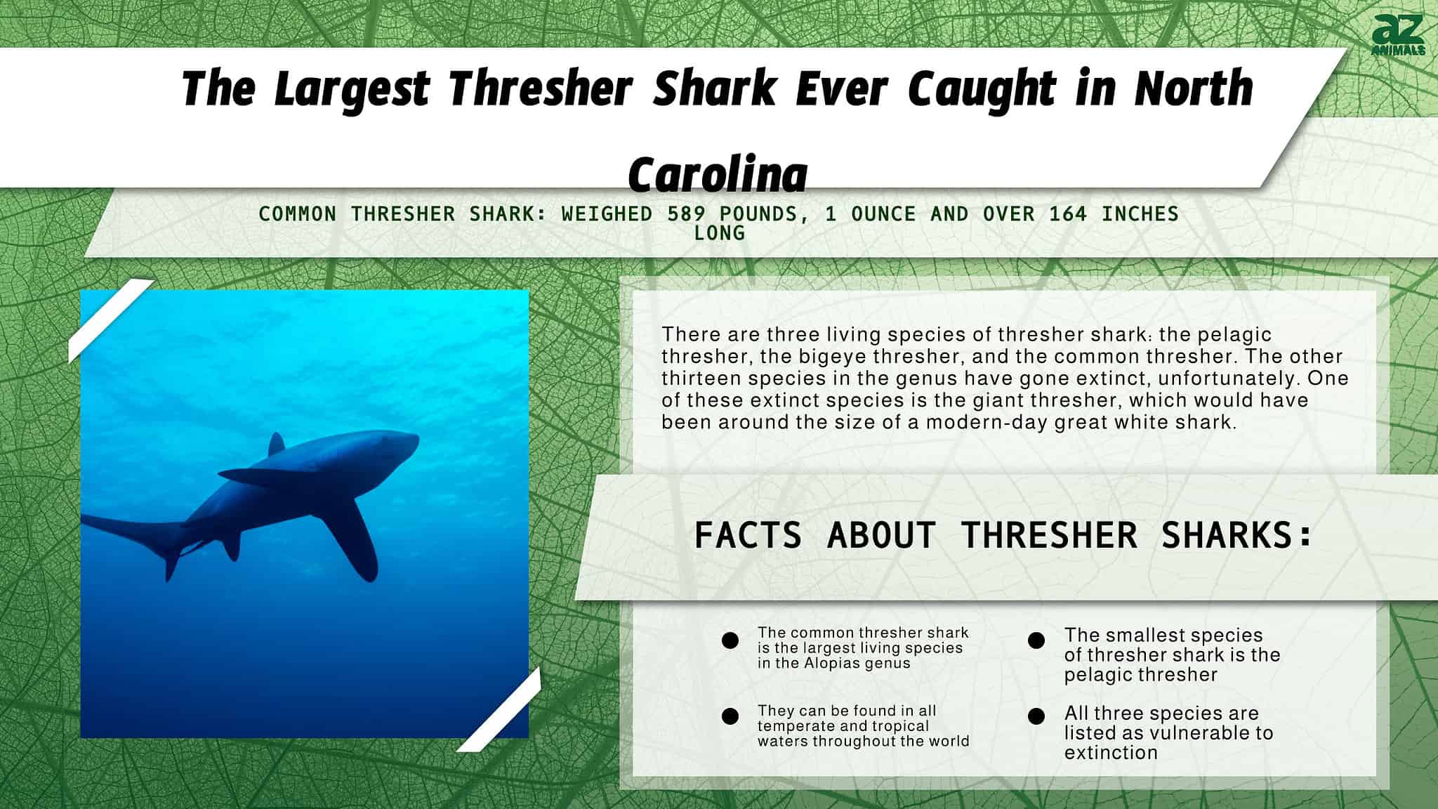 The Largest Thresher Shark Ever Caught in North Carolina Was as Big as ...
