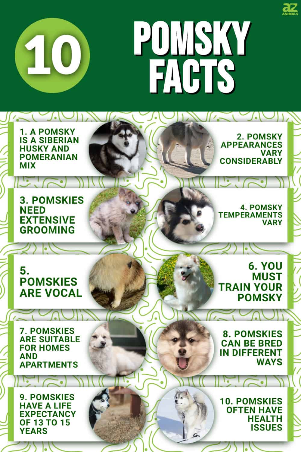 10 Essential Facts About Pomskies - A-Z Animals