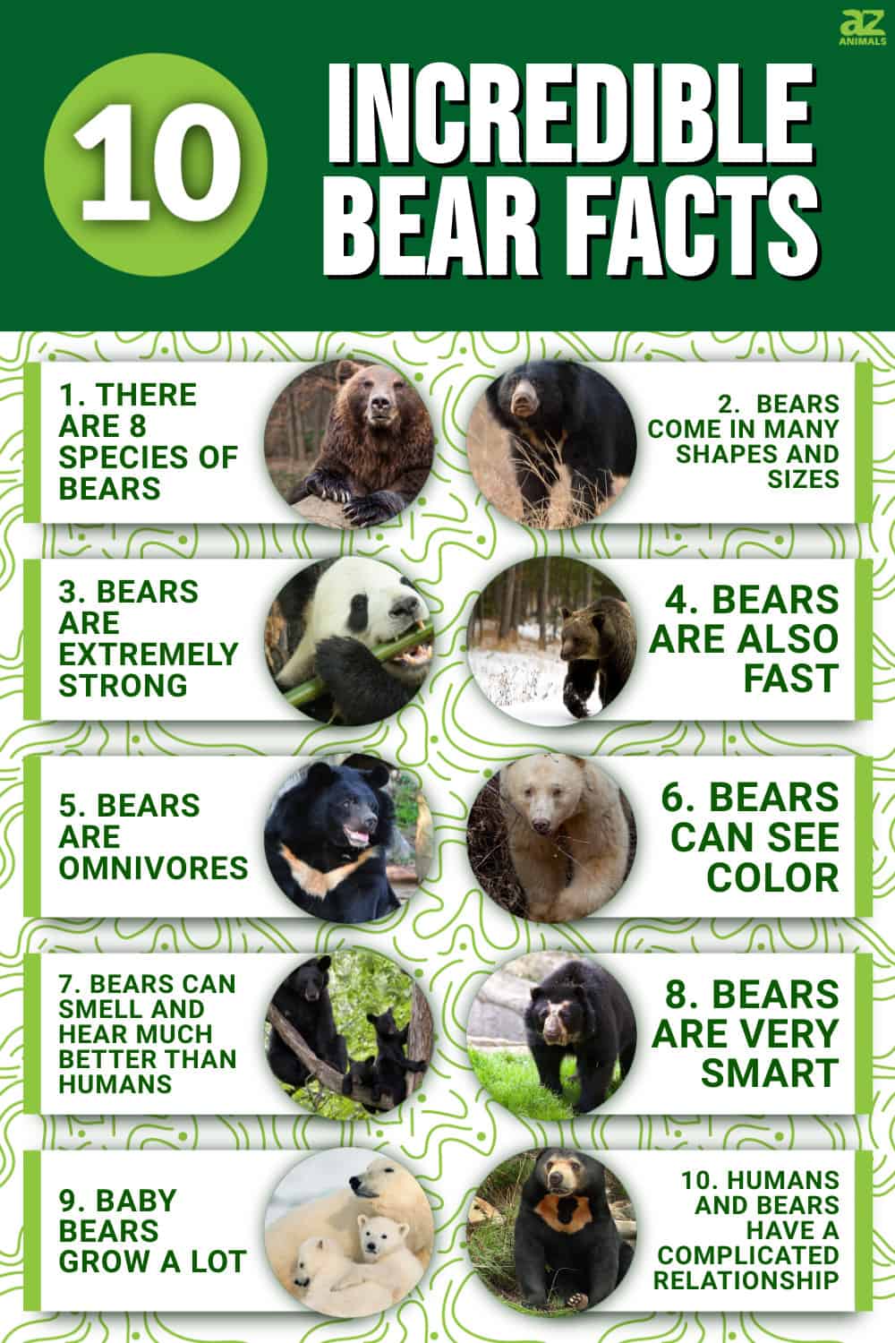 Discover the Incredible World of Bears: 10 Fascinating Facts - A-Z Animals