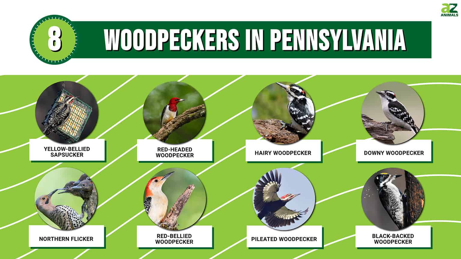 8 Woodpeckers in Pennsylvania (Pictures, ID Guide, and Common Locations ...