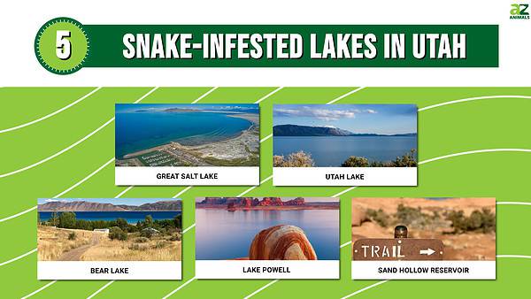 The Most Snake-Infested Lakes in Utah - A-Z Animals