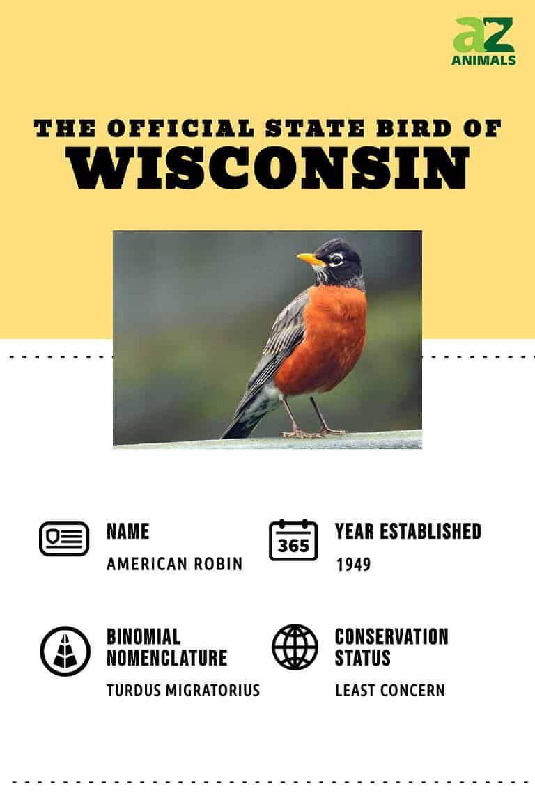 Discover the Official State Bird of Wisconsin - A-Z Animals
