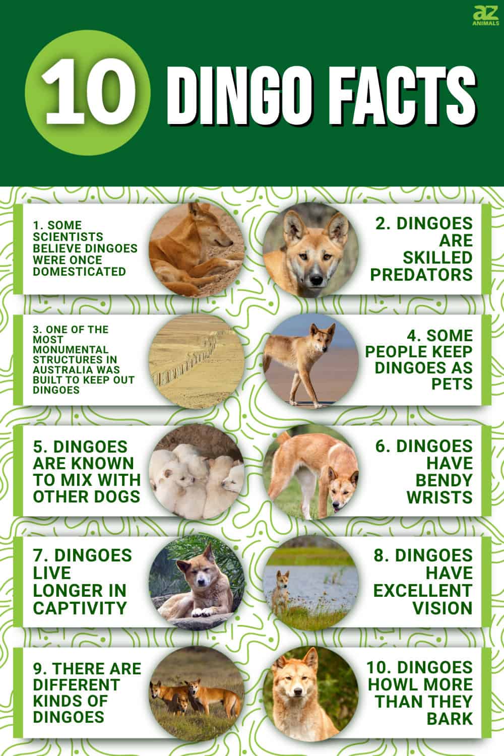 Dingoes: Australia's Wild Dogs May Not be Dogs at All - A-Z Animals