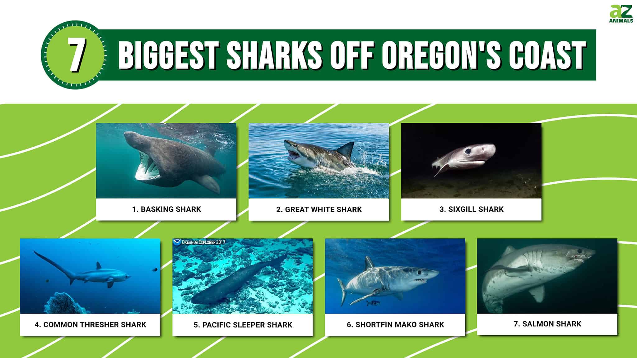 The 7 Biggest Sharks Off Oregon's Coast - A-Z Animals