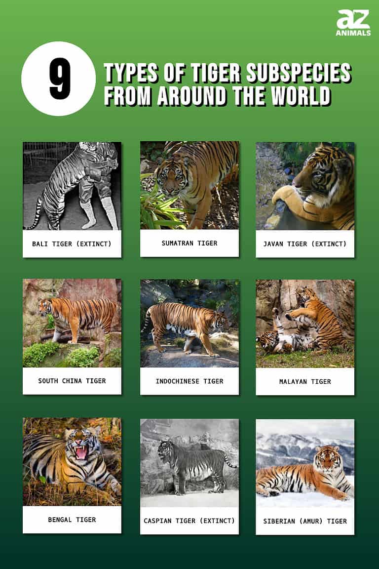 The 9 Types of Tiger Subspecies From Around the World - A-Z Animals