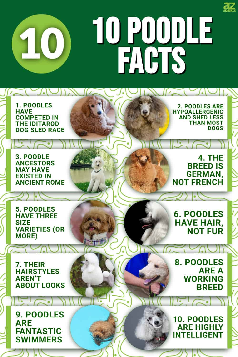 10 Fascinating Facts About Poodles - A-Z Animals
