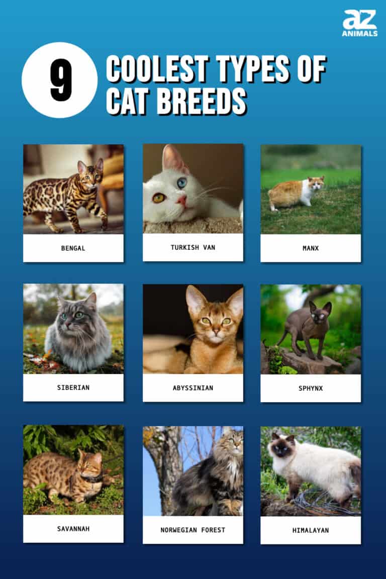 Our Top 9 Picks for the Coolest Types Of Cat Breeds - A-Z Animals