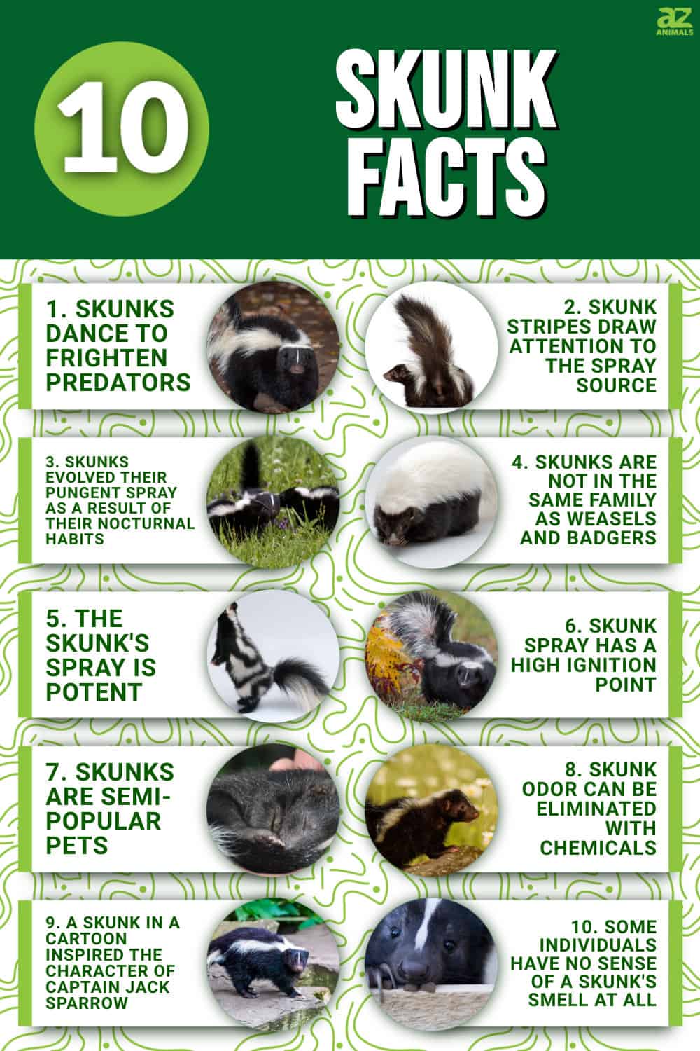10 Key Facts About Skunks - A-Z Animals