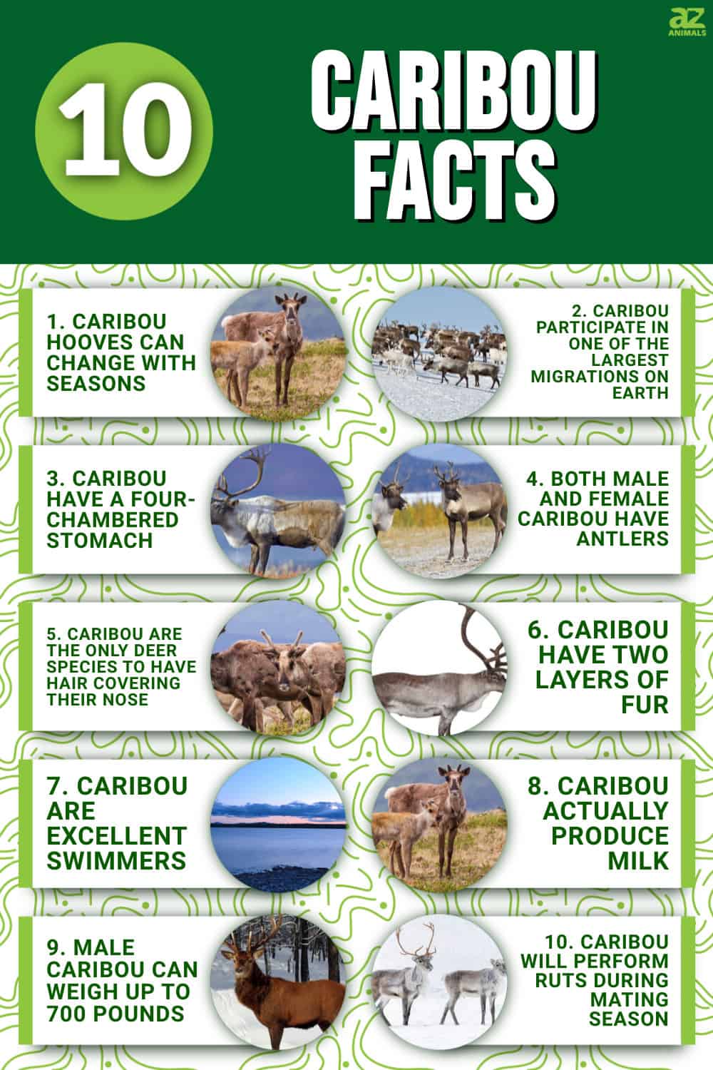 Caribou's Surprising Abilities: Swimming, Milk Production, and More - A ...