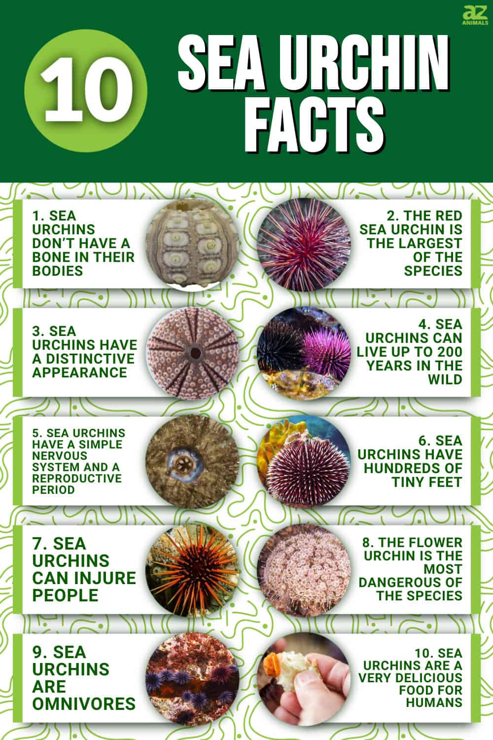 10 Essential Facts About Sea Urchins - A-Z Animals