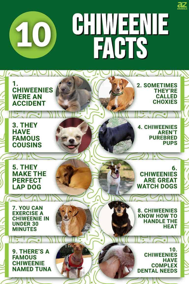 10 Incredible Chiweenie Facts - A-Z Animals