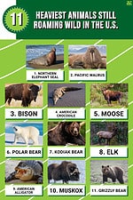 Discover the 11 Heaviest Animals Still Roaming Wild in the U.S. - A-Z ...