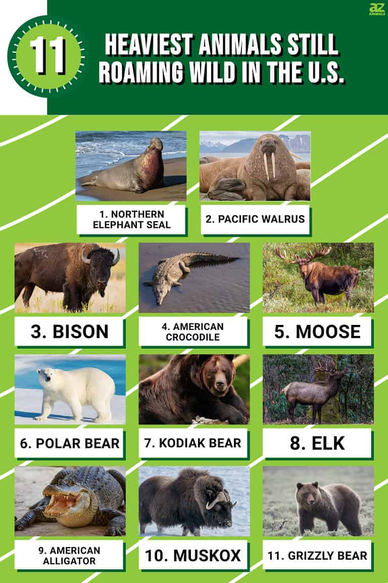 Discover the 11 Heaviest Animals Still Roaming Wild in the U.S. - A-Z ...