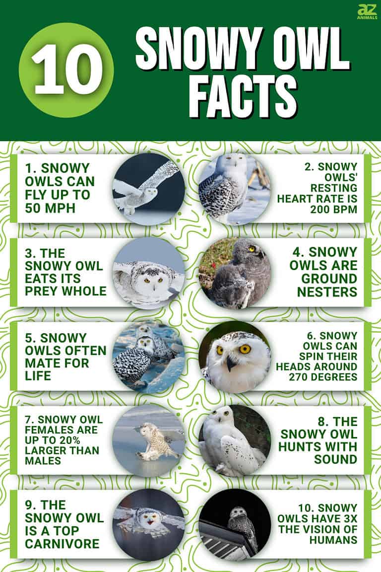 10 Notable Facts About Snowy Owls - A-Z Animals