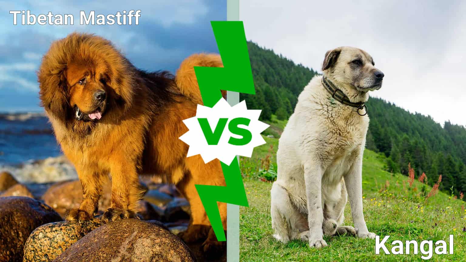 Tibetan Mastiff vs. Kangal: 7 Key Differences Explained - A-Z Animals