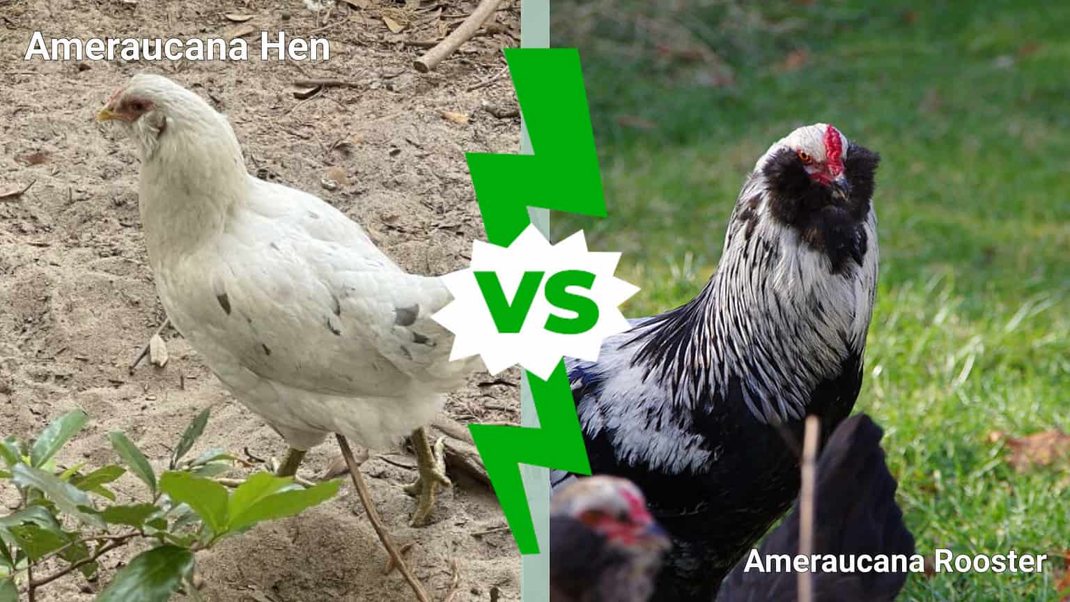 Ameraucana Hen vs Rooster: What Are The Differences? - A-Z Animals