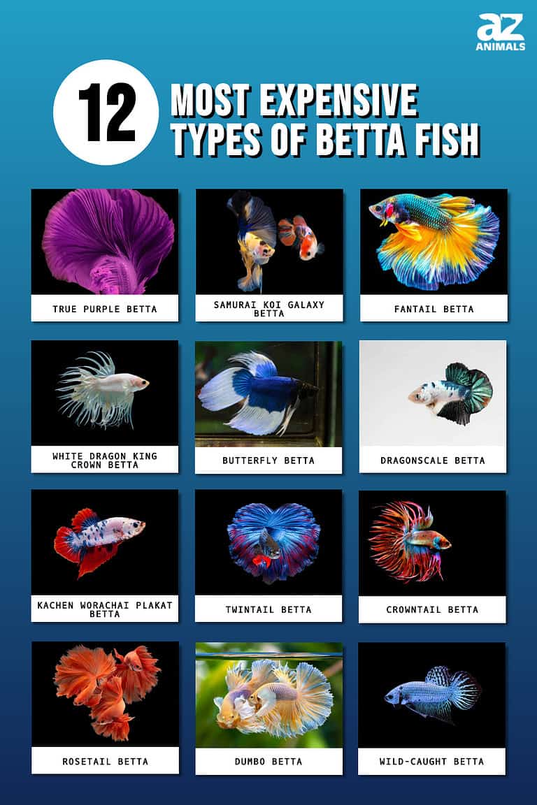 The Top 12 Most Expensive Types of Betta Fish in 2024 - A-Z Animals